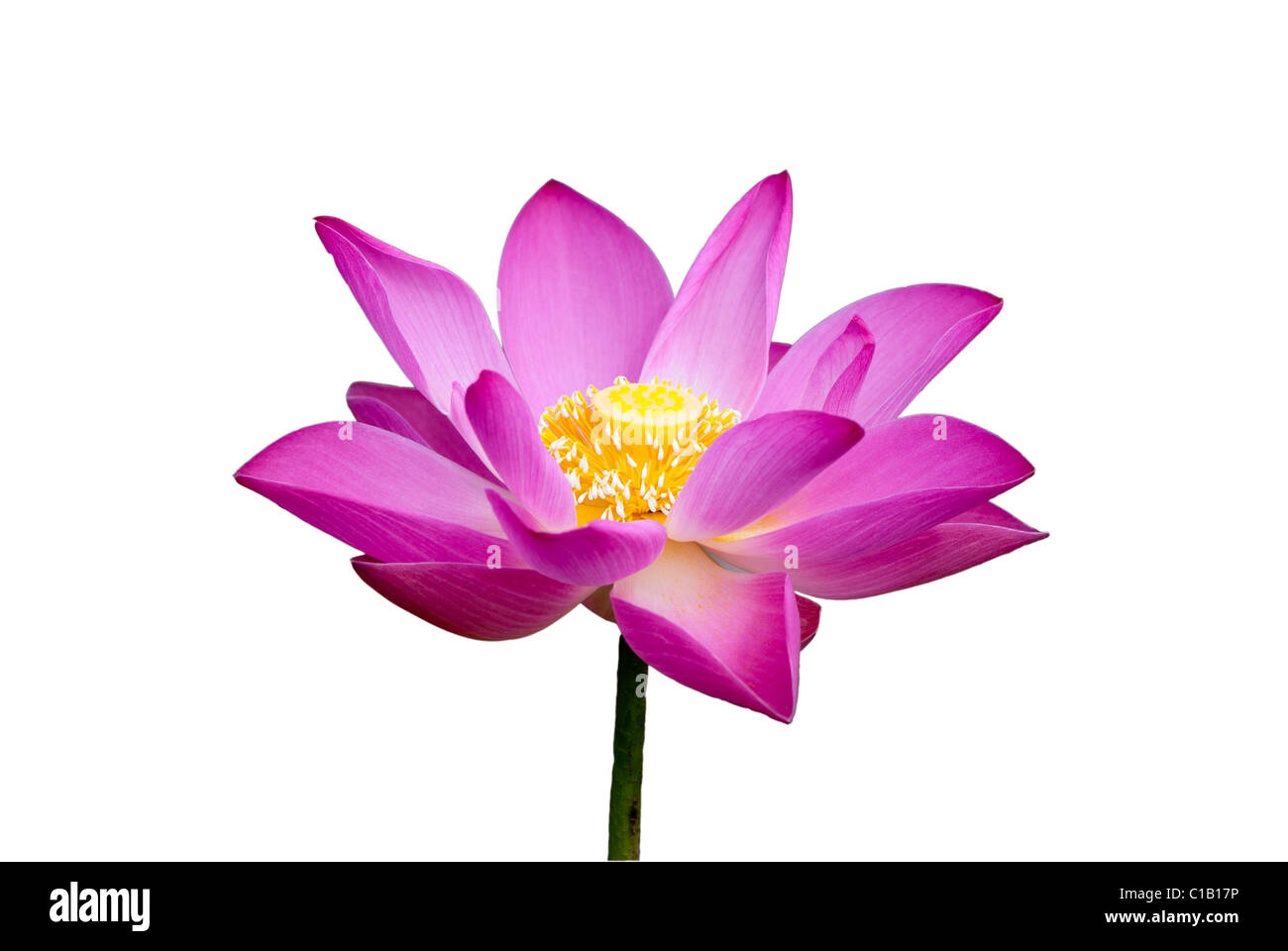 Isolated lotus flower on white background Stock Photo - Alamy