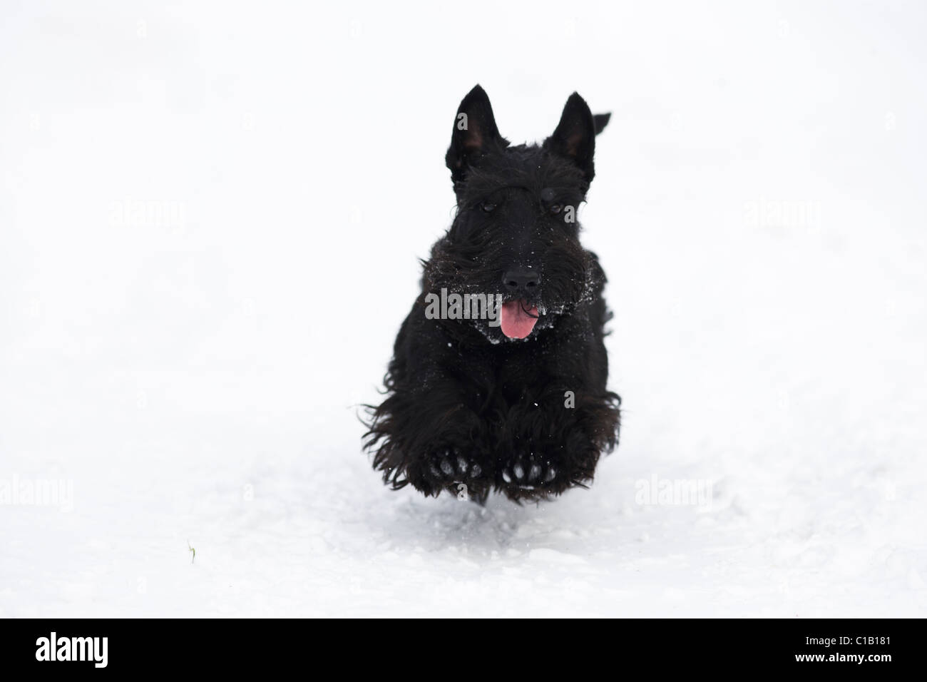 Scottish terrier running hi-res stock photography and images - Alamy