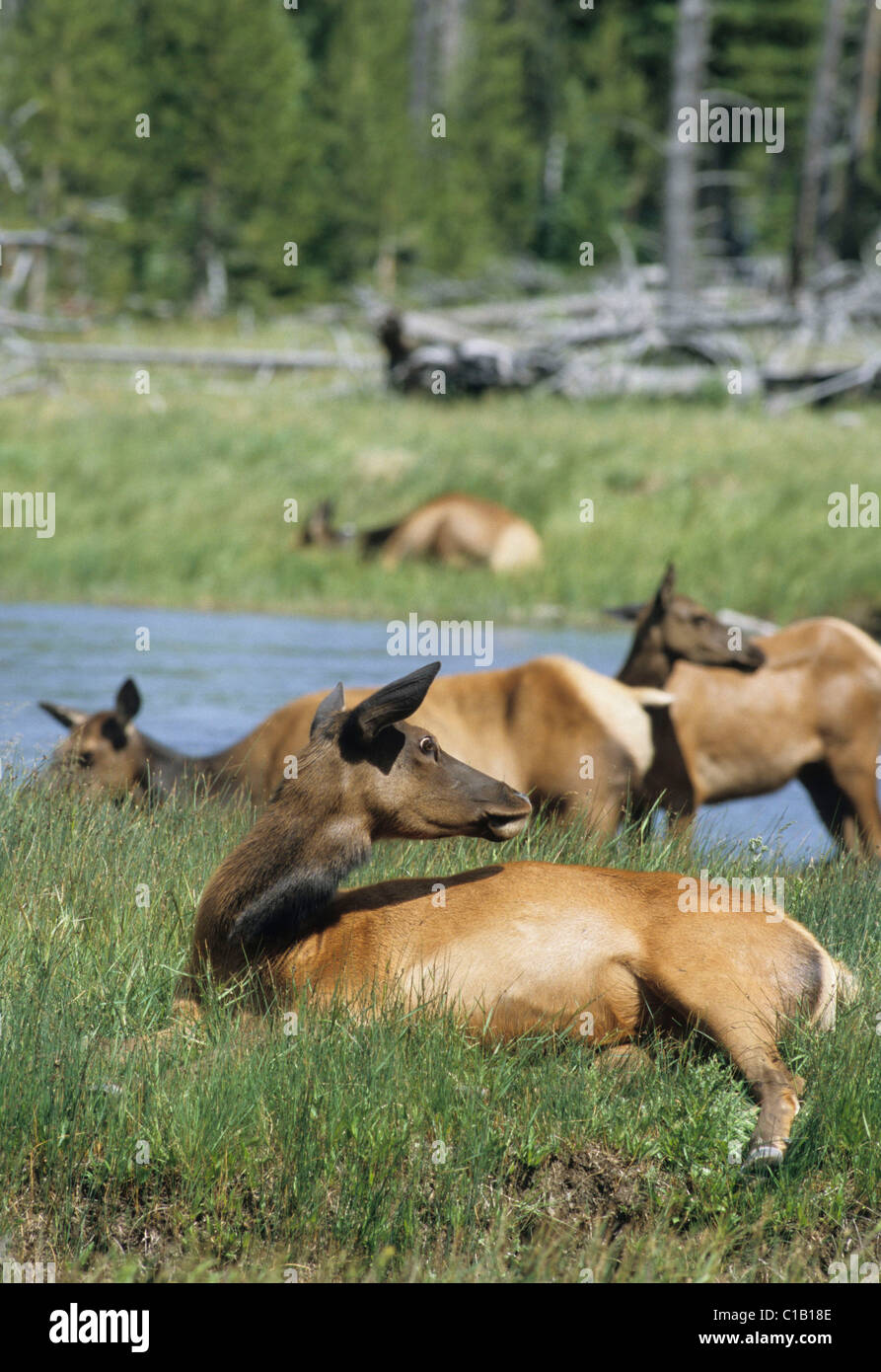Cow Elk, Yellowstone National Park, Wyoming, river Stock Photo - Alamy