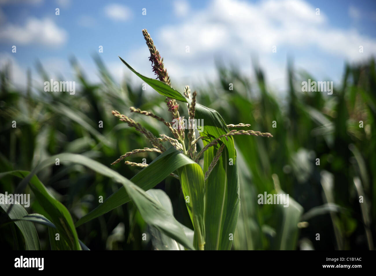 a detail of a corn field Stock Photo - Alamy