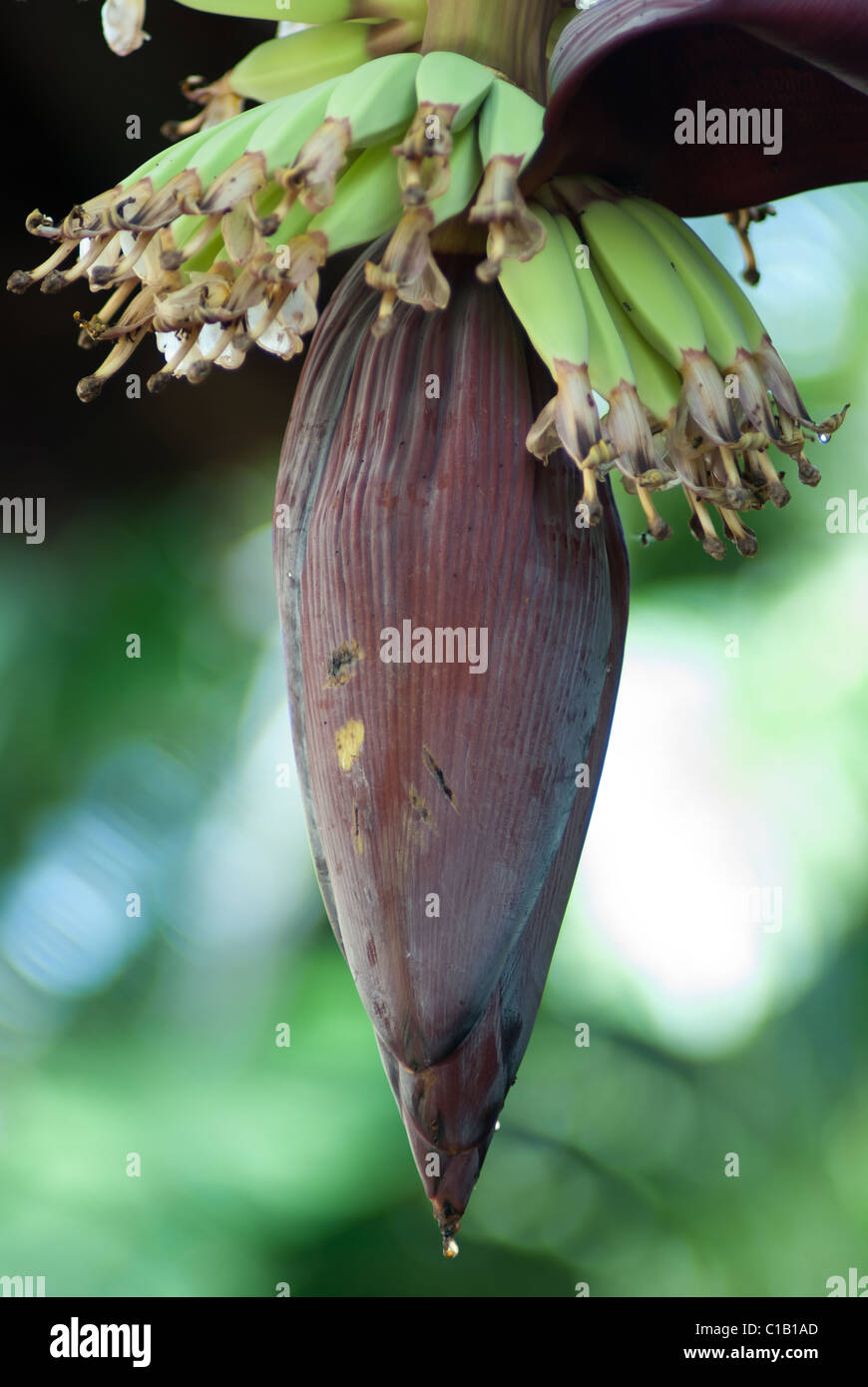 Exotic Banana High Resolution Stock Photography and Images - Alamy