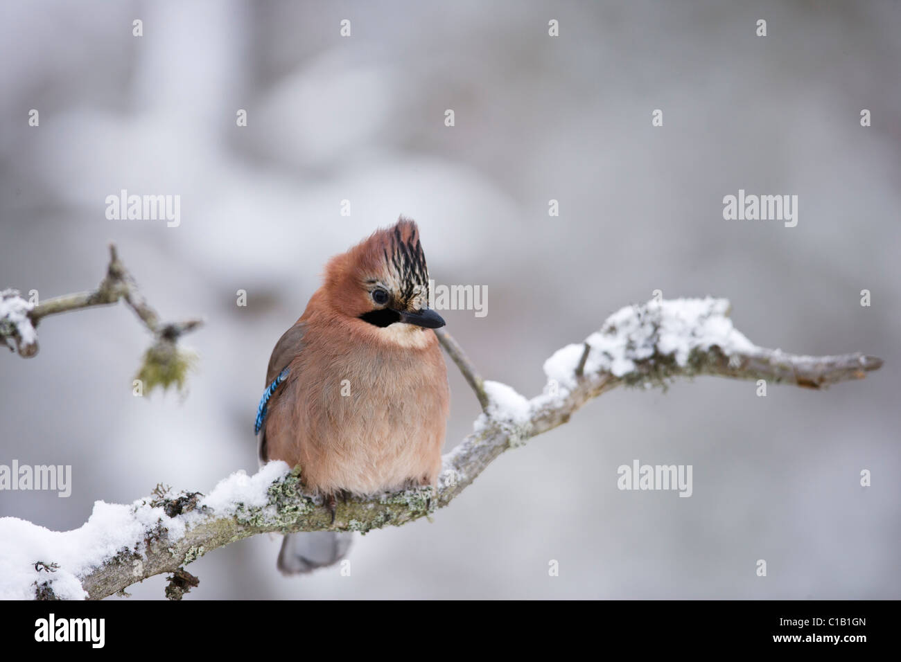 Eurasian jay perched on scots pine bough Stock Photo - Alamy
