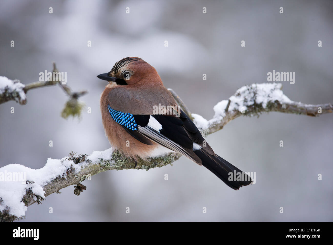 Eurasian jay perched on scots pine bough Stock Photo - Alamy
