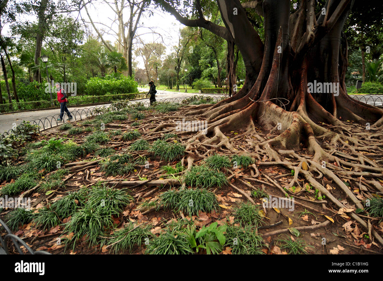 Huge root system Stock Photo - Alamy