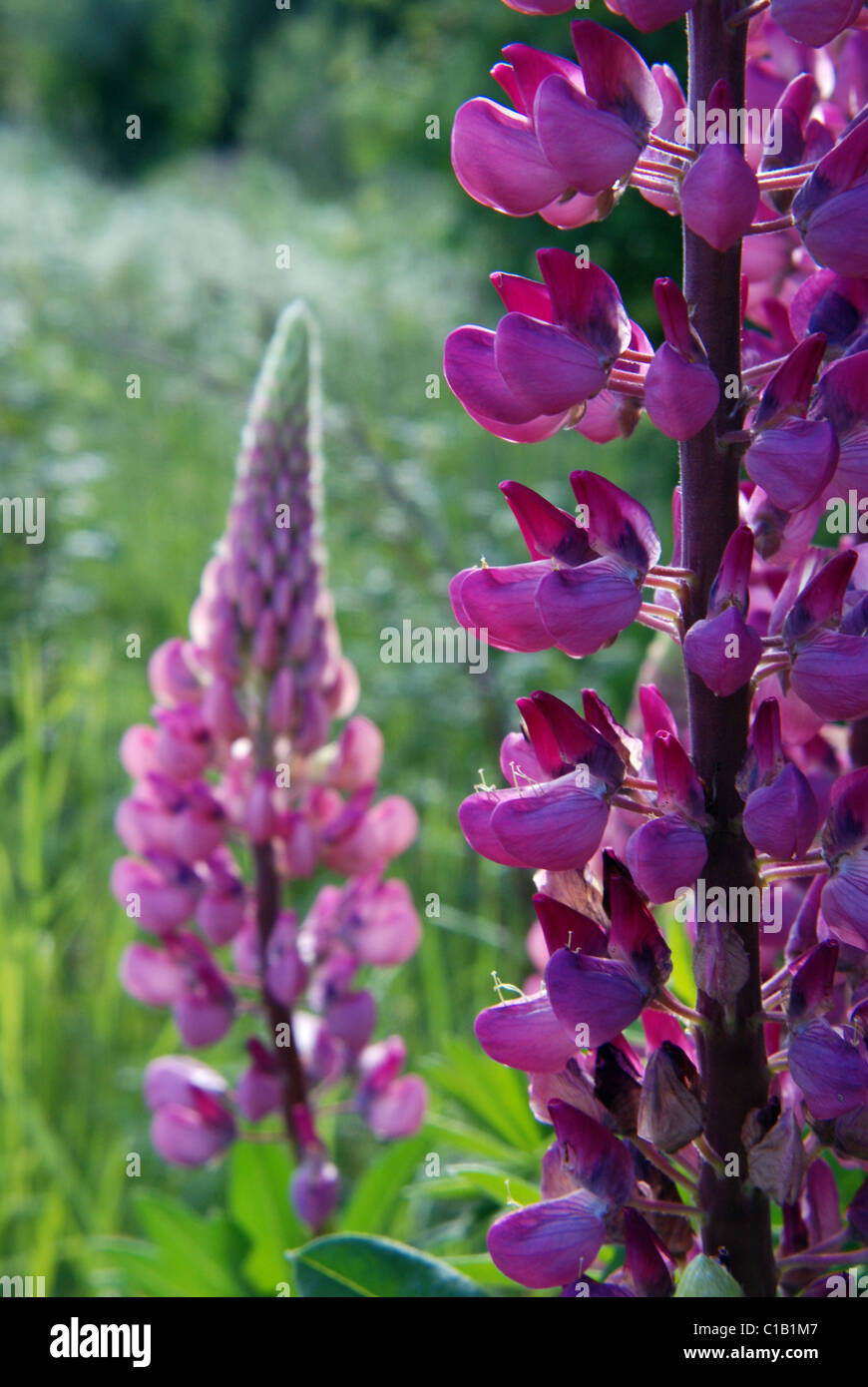 lupin with many small blossoms near forest Stock Photo - Alamy