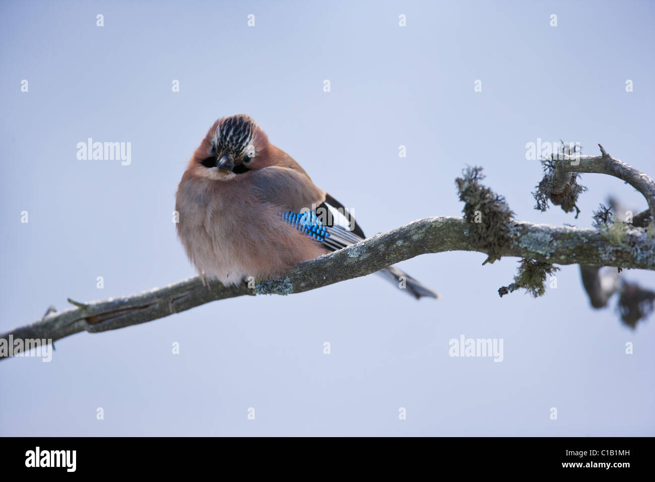 Eurasian jay perched on scots pine bough Stock Photo - Alamy
