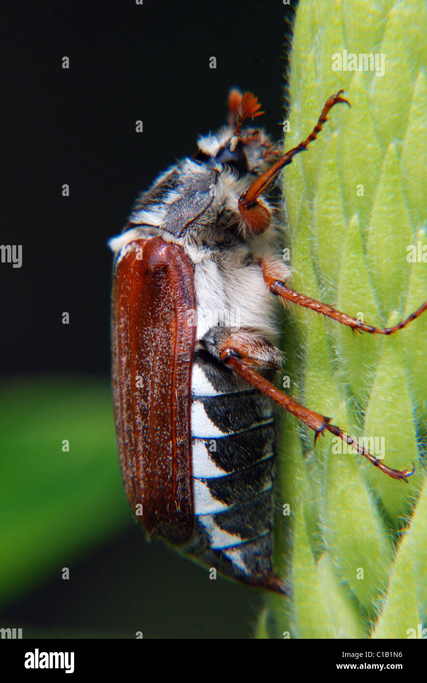 big brown chafer climbing on the flower Stock Photo - Alamy