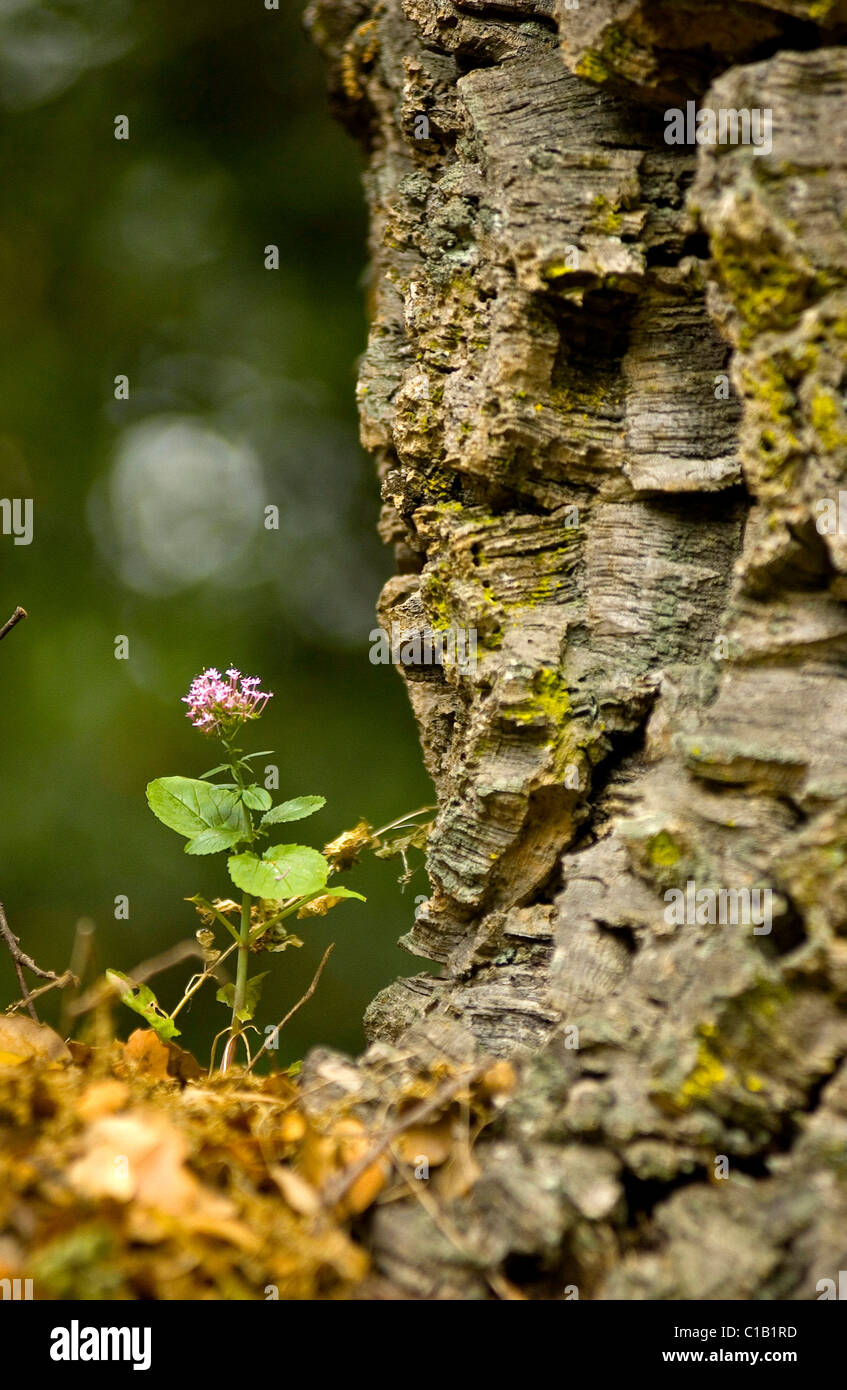 Cork tree flower hi-res stock photography and images - Alamy