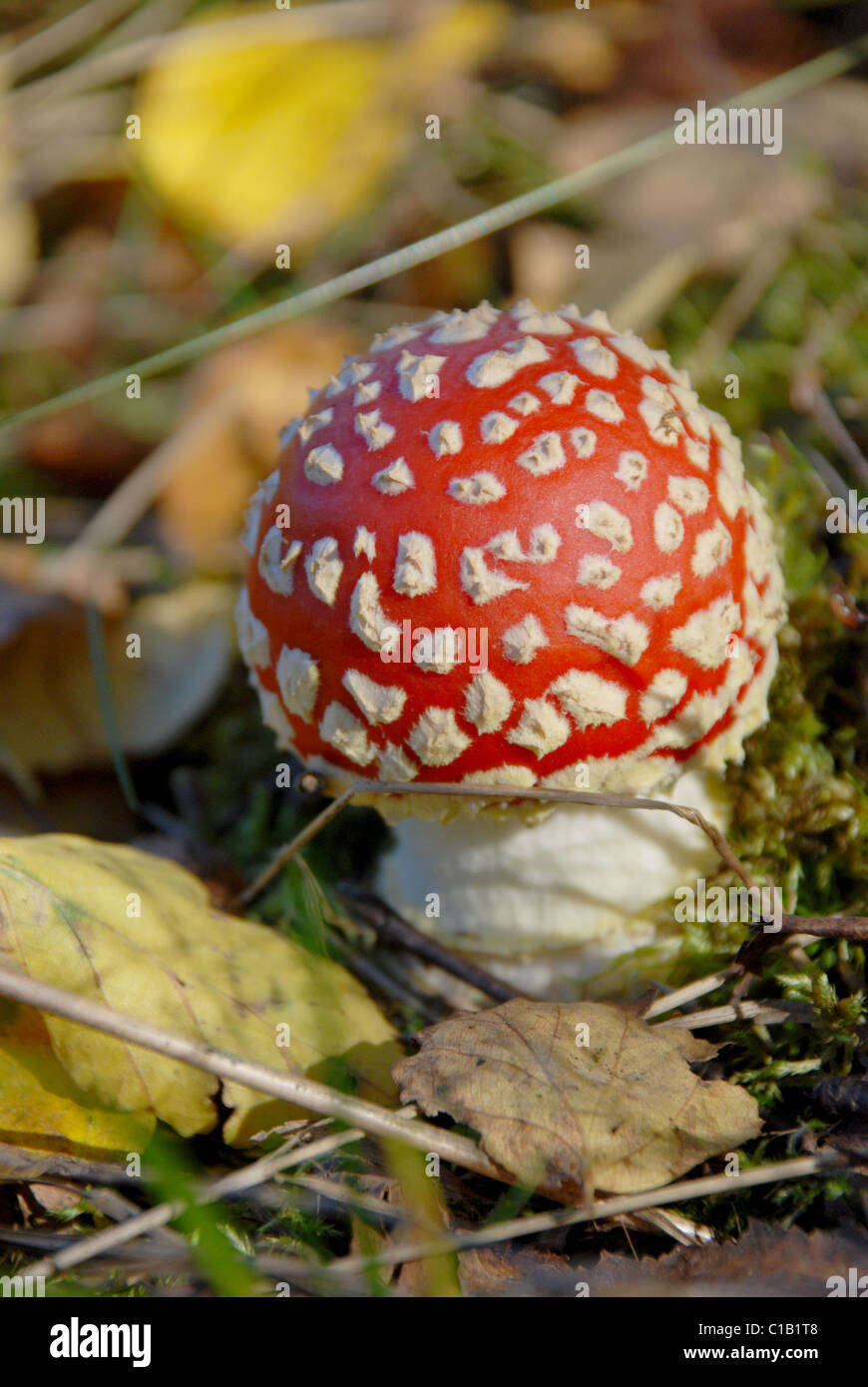 little red fly agaric surrounded by leaves and moss Stock Photo - Alamy