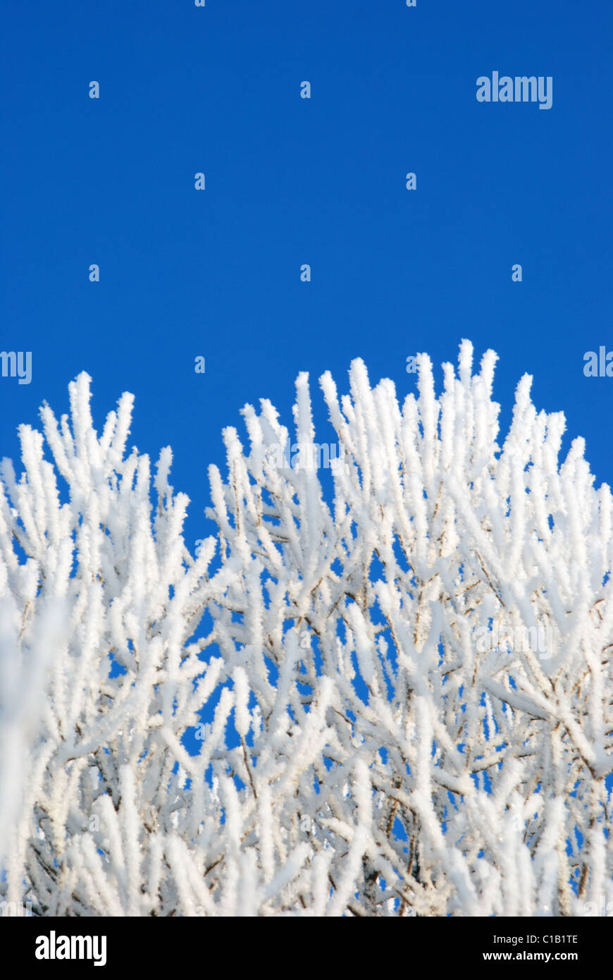 wonderful rime on the branches of the tree Stock Photo - Alamy
