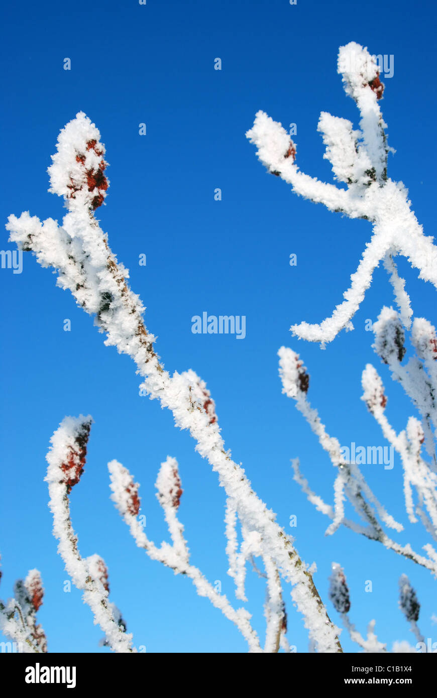 wonderful rime on the branches of the tree Stock Photo - Alamy