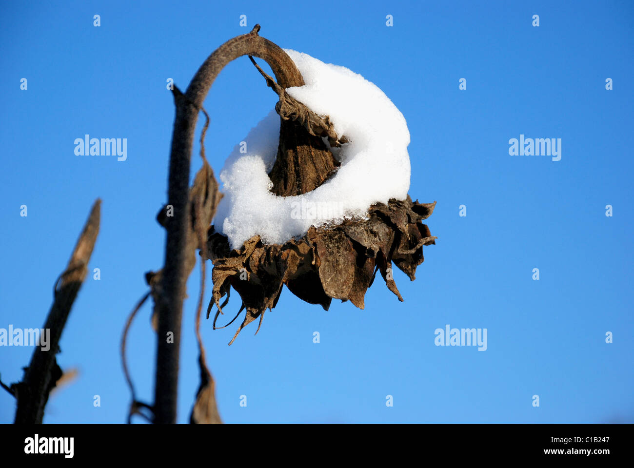 Ice sunflower hi-res stock photography and images - Alamy