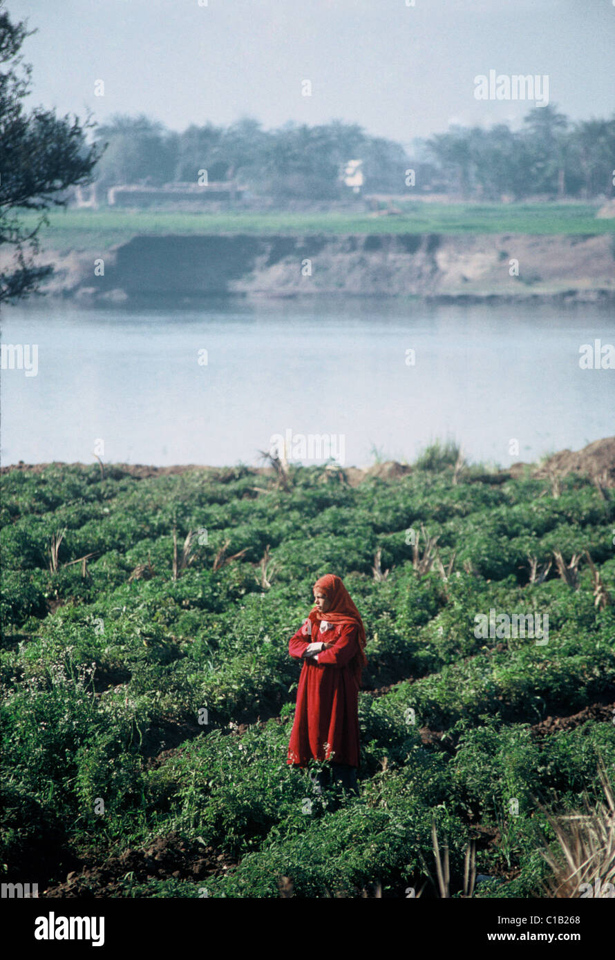 upper nile river delta, egypt -- a woman in the fields in the upper ...