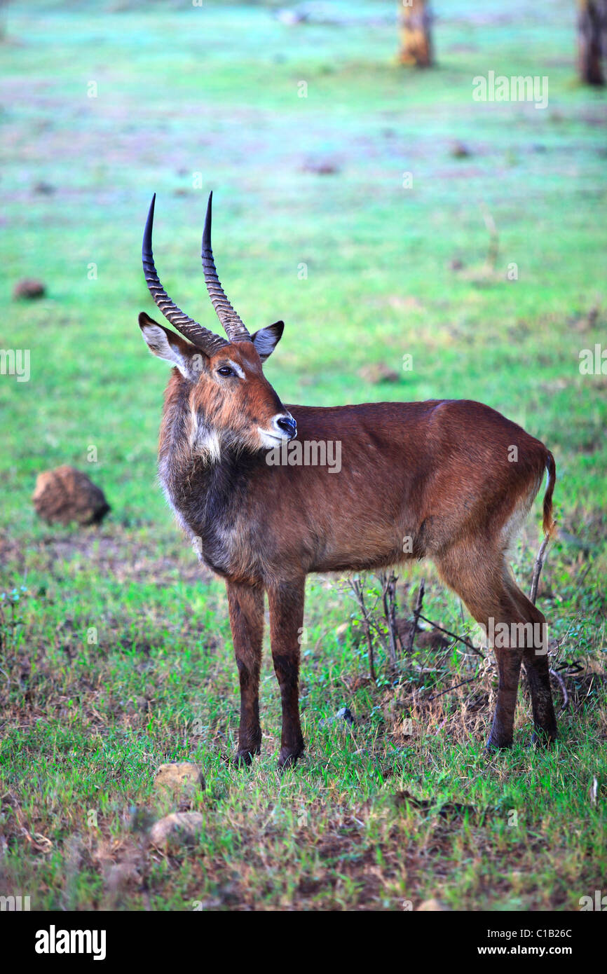 Gazelle, Nakuru National Park,Kenya,Africa Stock Photo - Alamy