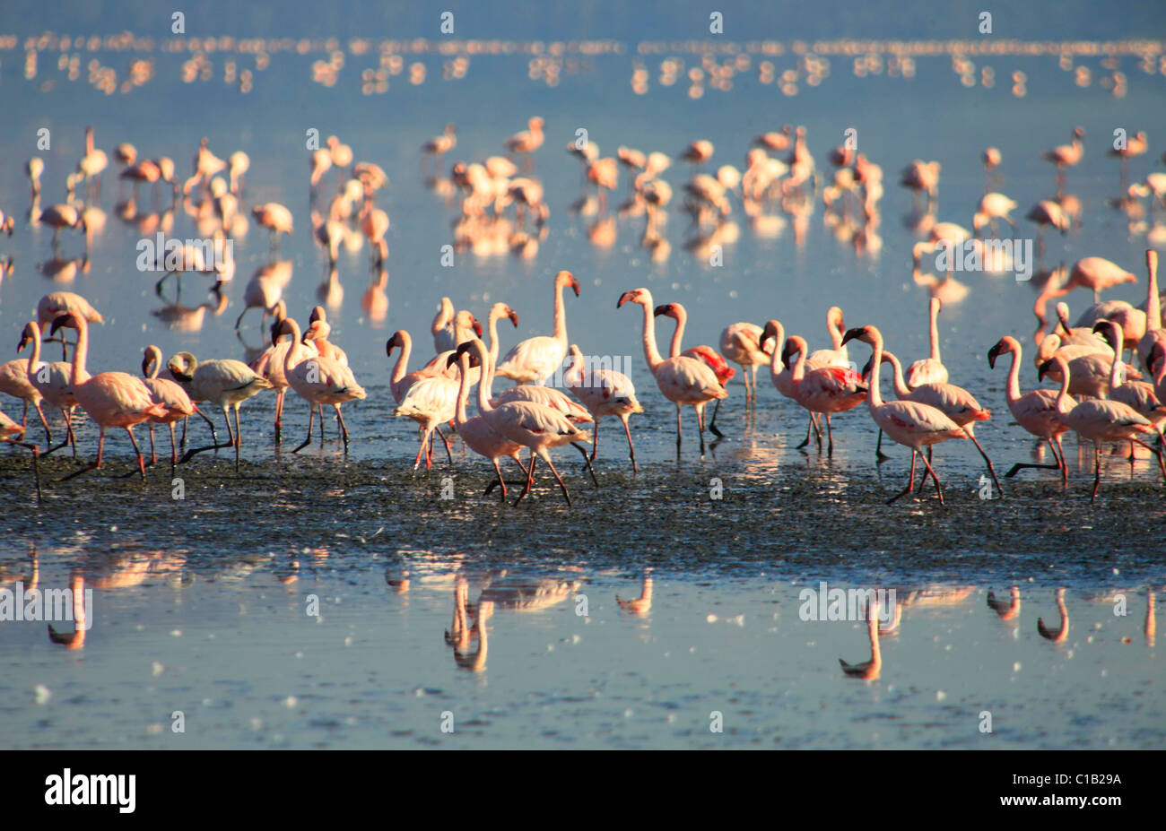 Lesser flamingo (Phoeniconaias minor), Nakuru National Park,Kenya ...