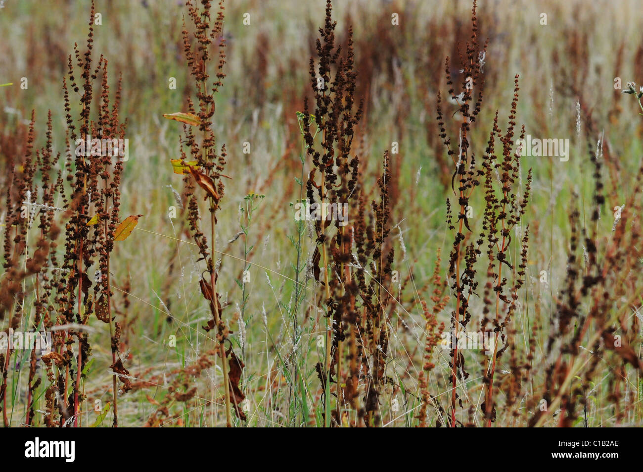 A field of uncultivated wild grass and small plants growing naturally ...