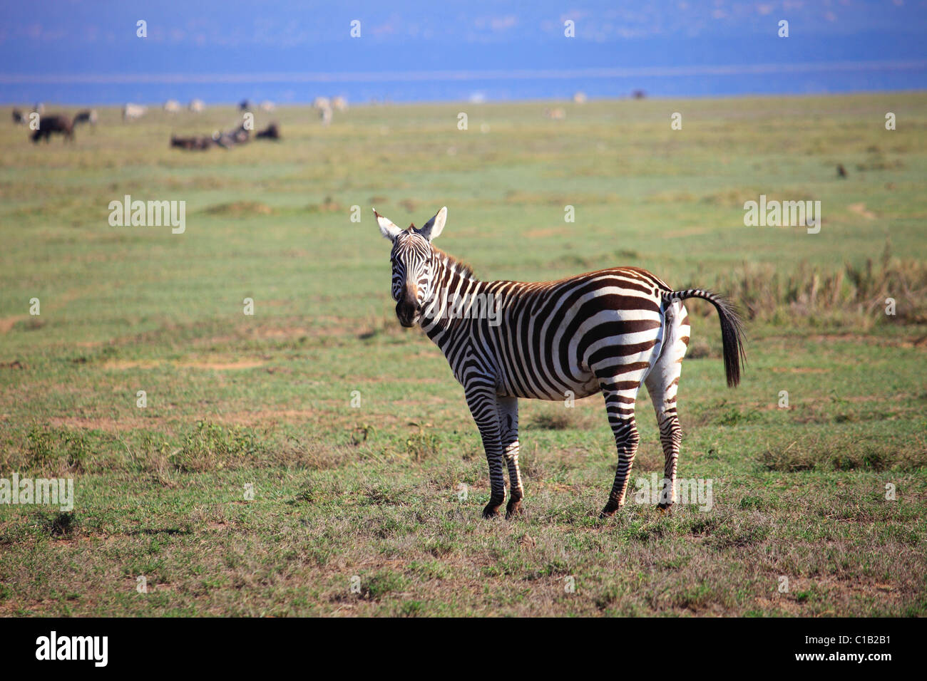 Common zebra, Nakuru National Park,Kenya,Africa Stock Photo - Alamy
