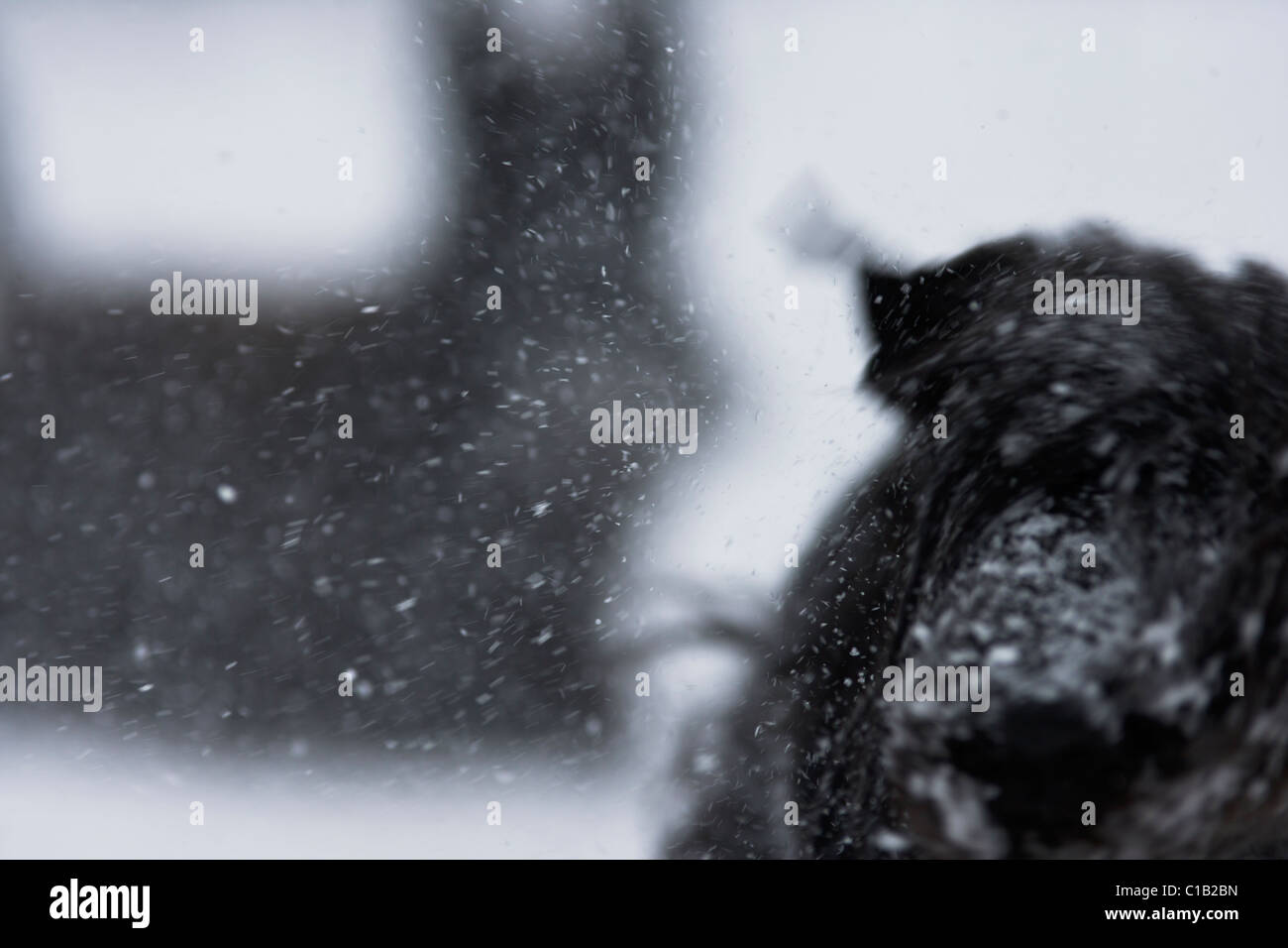Shaking snow hi-res stock photography and images - Alamy