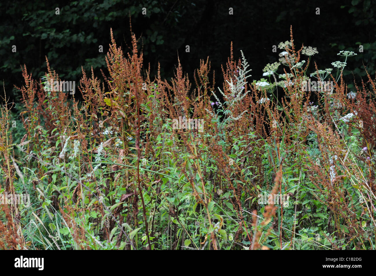 A field of uncultivated wild grass and small plants growing naturally ...