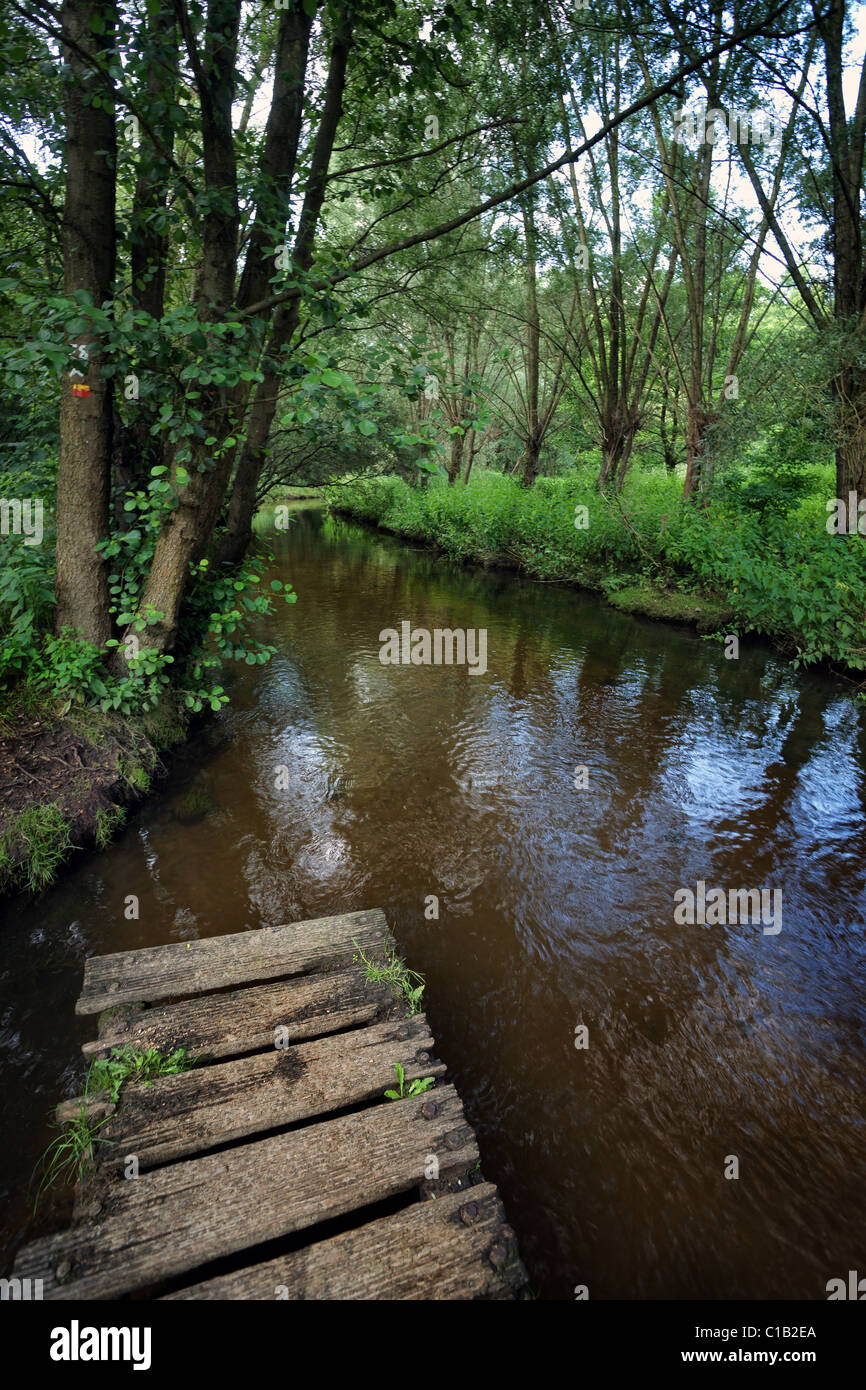a stream running through a forrest Stock Photo - Alamy