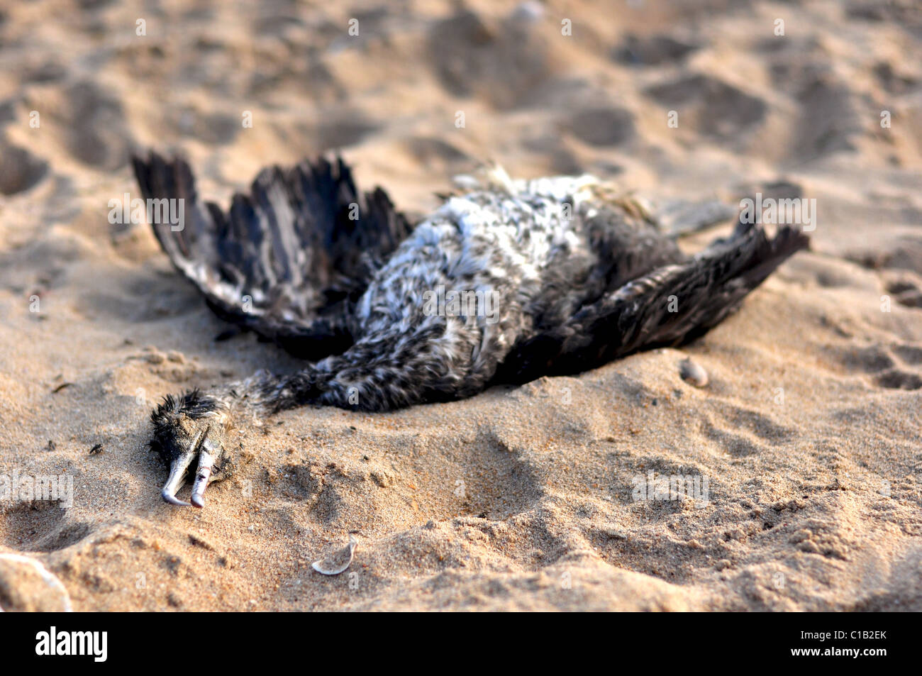 Dead carrion hi-res stock photography and images - Alamy