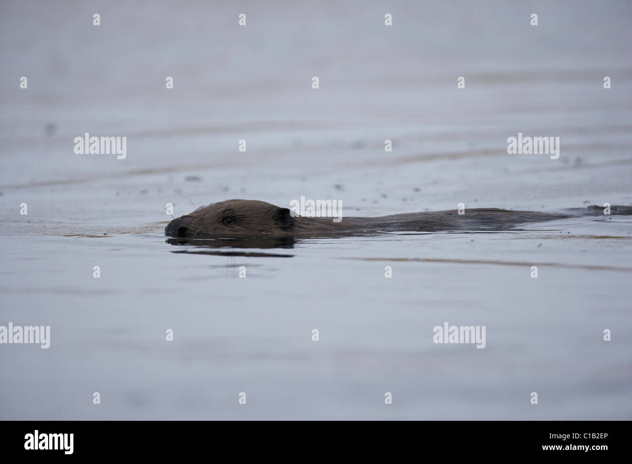 Large adult beaver hi-res stock photography and images - Alamy
