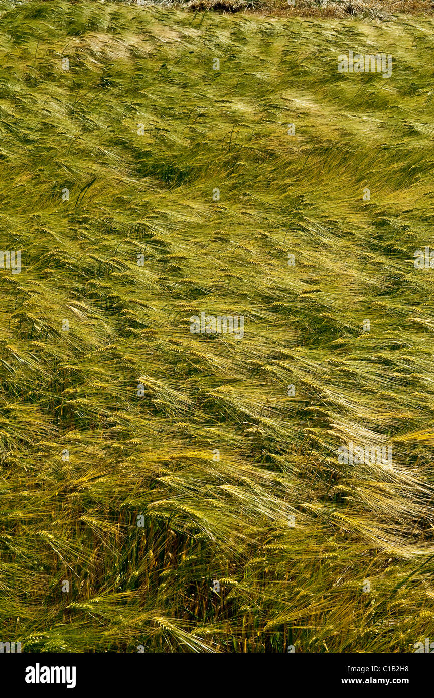 Crops blown by the wind, Casares Spain Stock Photo - Alamy