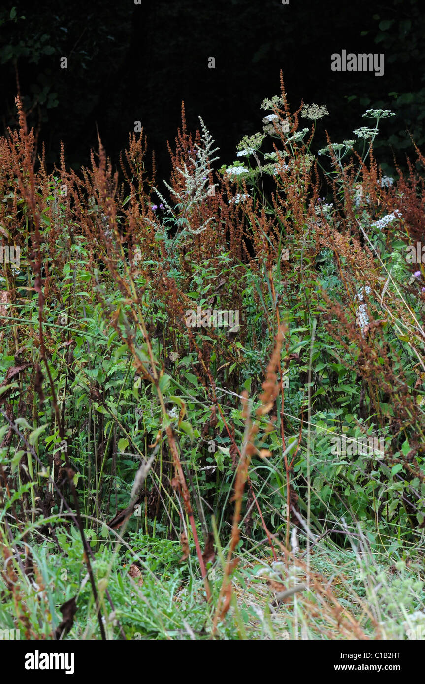 A field of uncultivated wild grass and small plants growing naturally ...