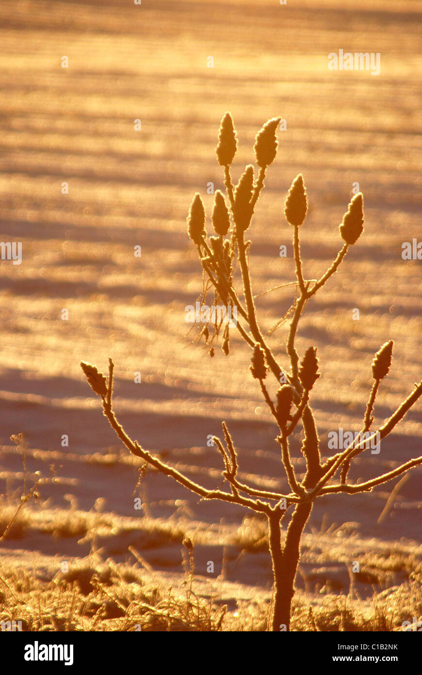 little bush covered by rime in early sunny morning Stock Photo - Alamy