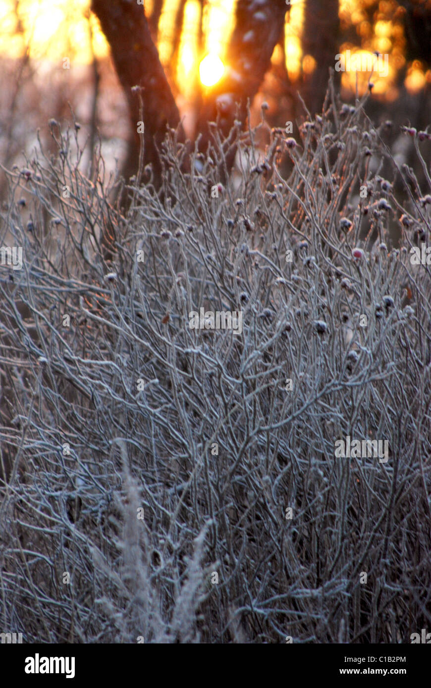 Real rime hi-res stock photography and images - Alamy