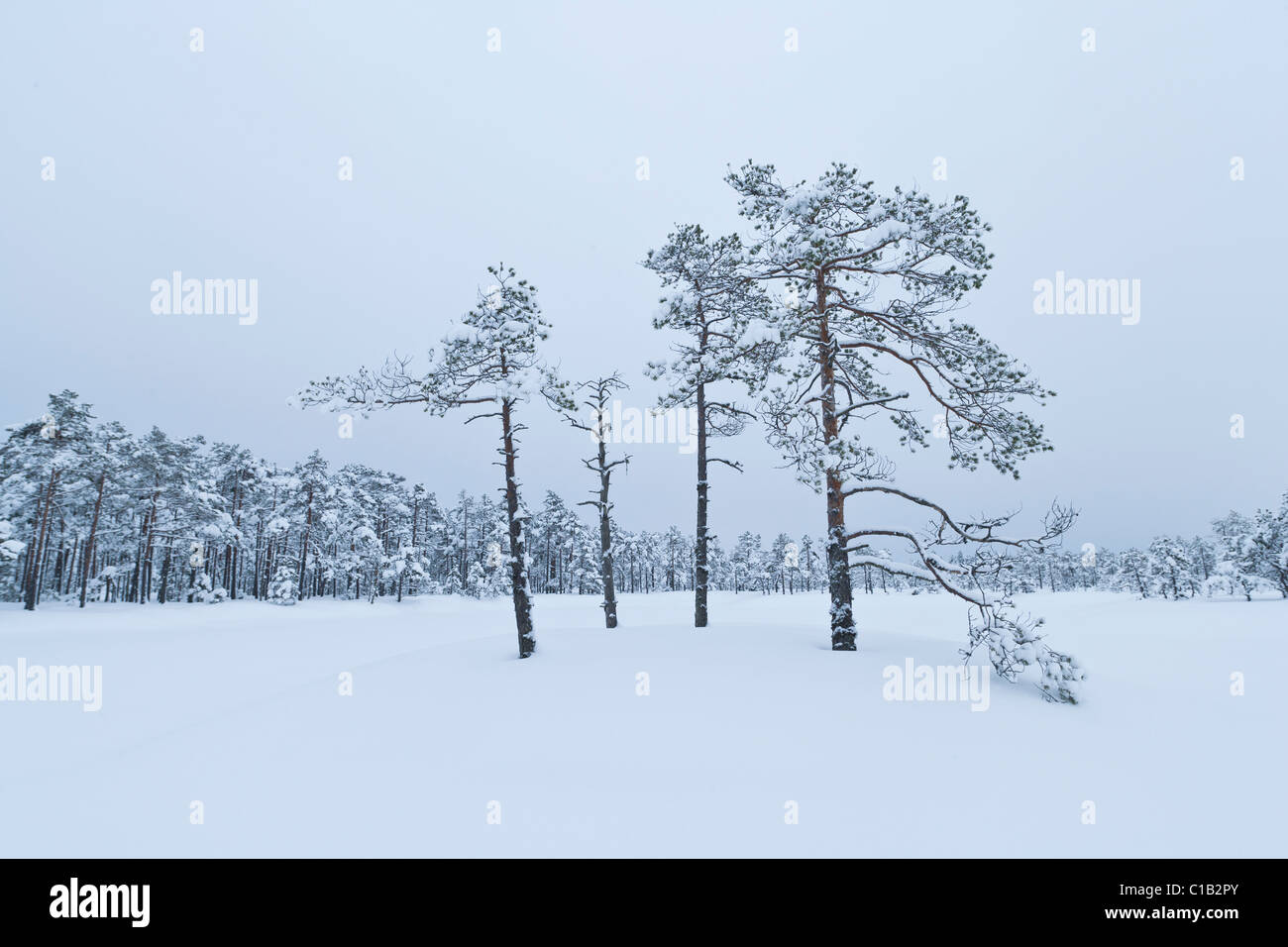 Bog at winter hi-res stock photography and images - Alamy