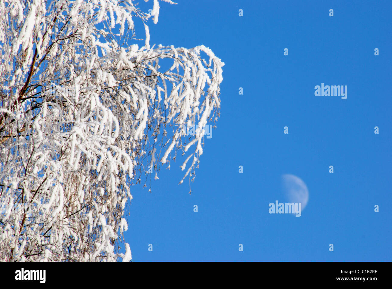 branches covered by awesome rime in cold winder Stock Photo - Alamy