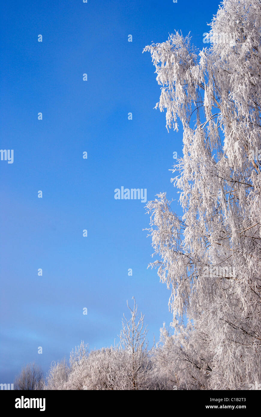 branches covered by awesome rime in cold winder Stock Photo - Alamy