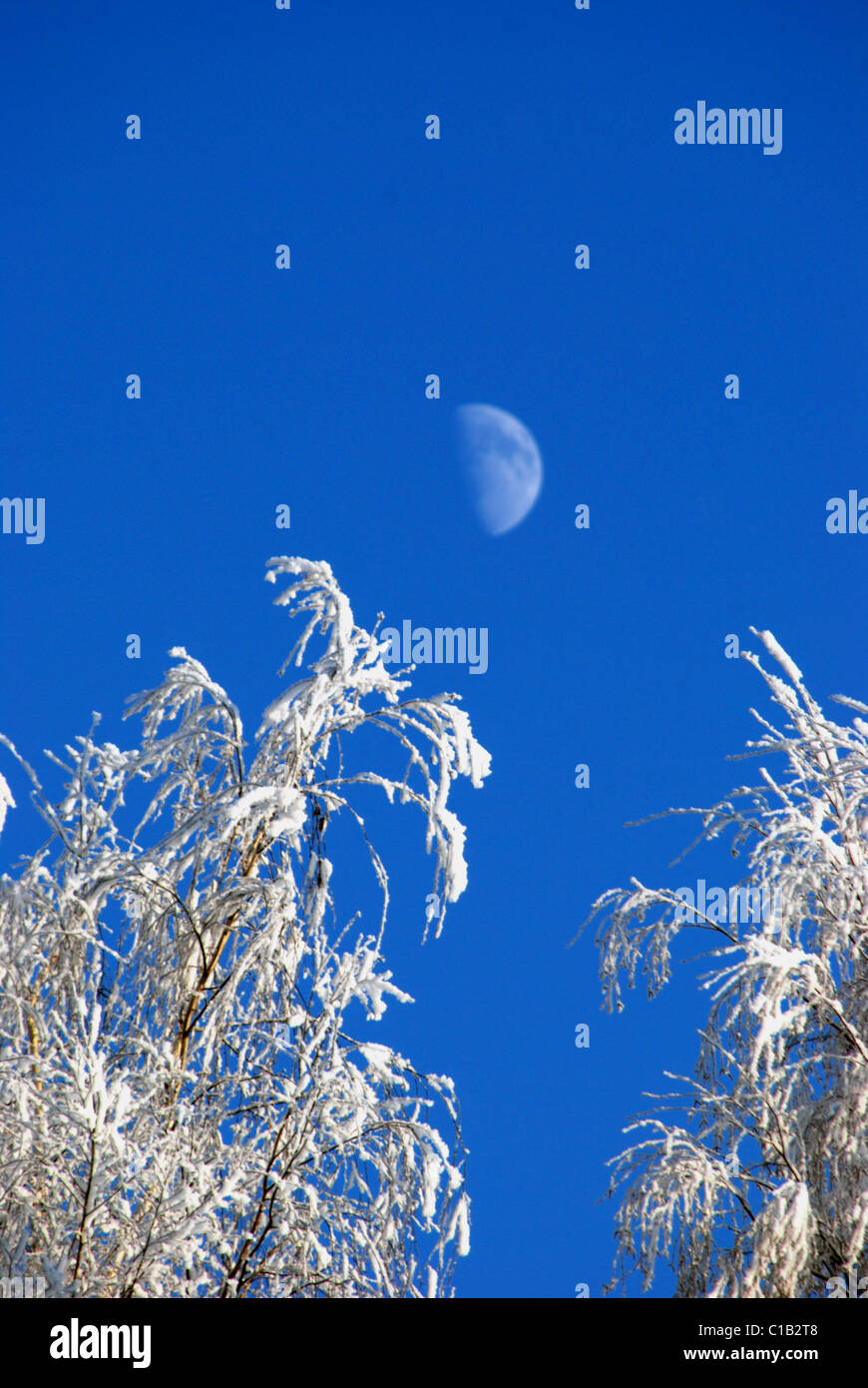 awesome rime on the branches of trees and moon in background Stock ...