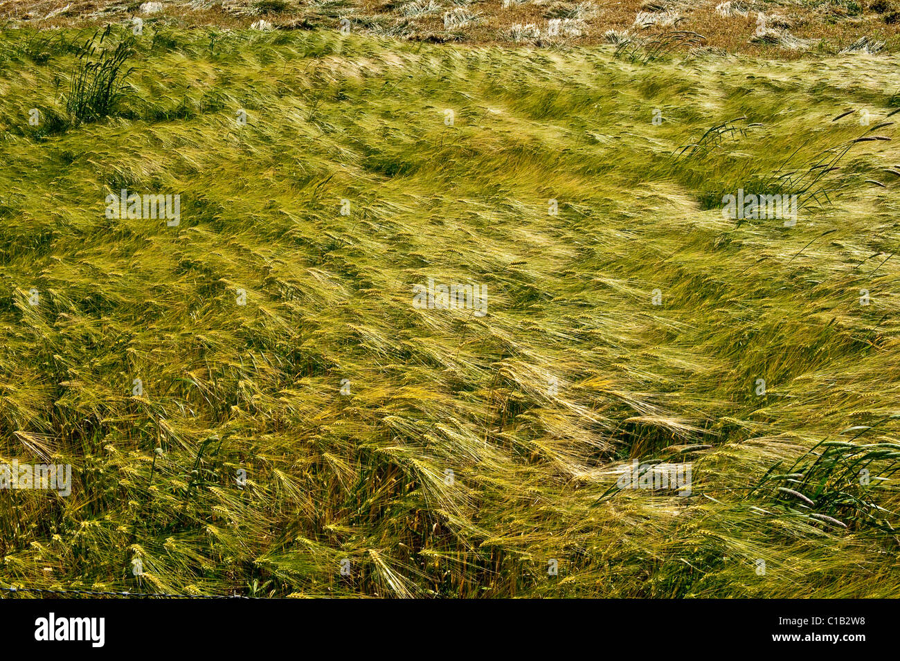 Crops blown by the wind, Casares Spain Stock Photo - Alamy