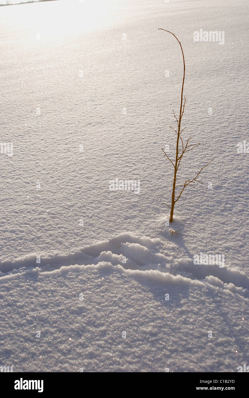 Little tree hi-res stock photography and images - Alamy