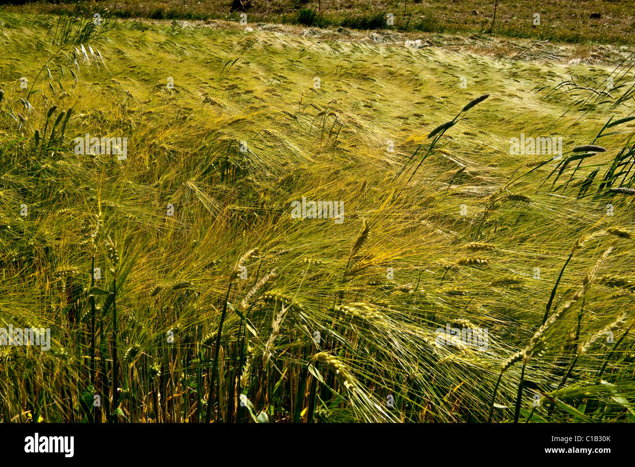 Crops blown by the wind, Casares Spain Stock Photo - Alamy