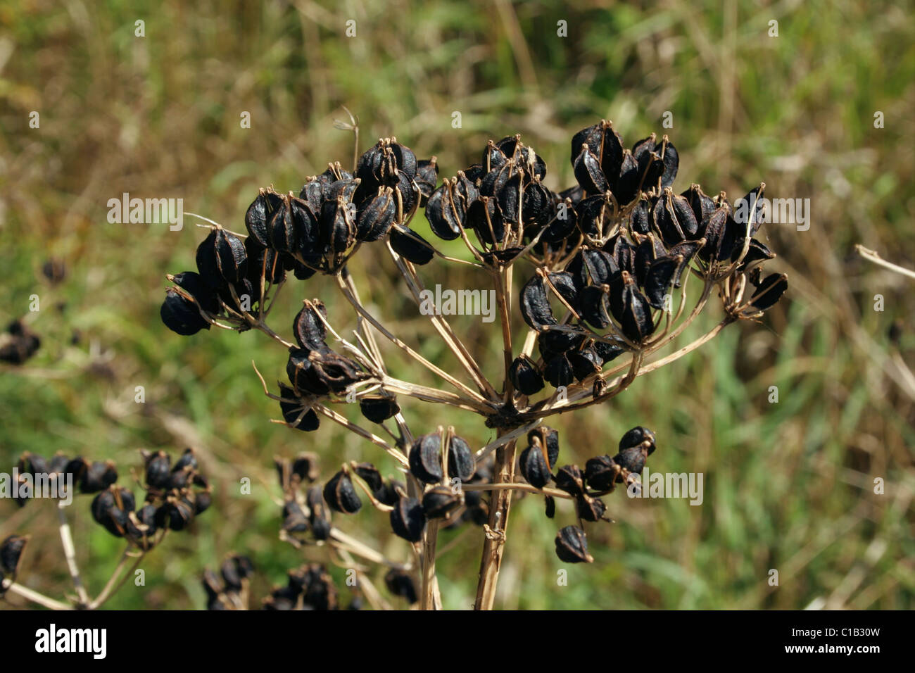 Alexanders (Smyrnium olusatrum : Apiaceae / Umbelliferae ...