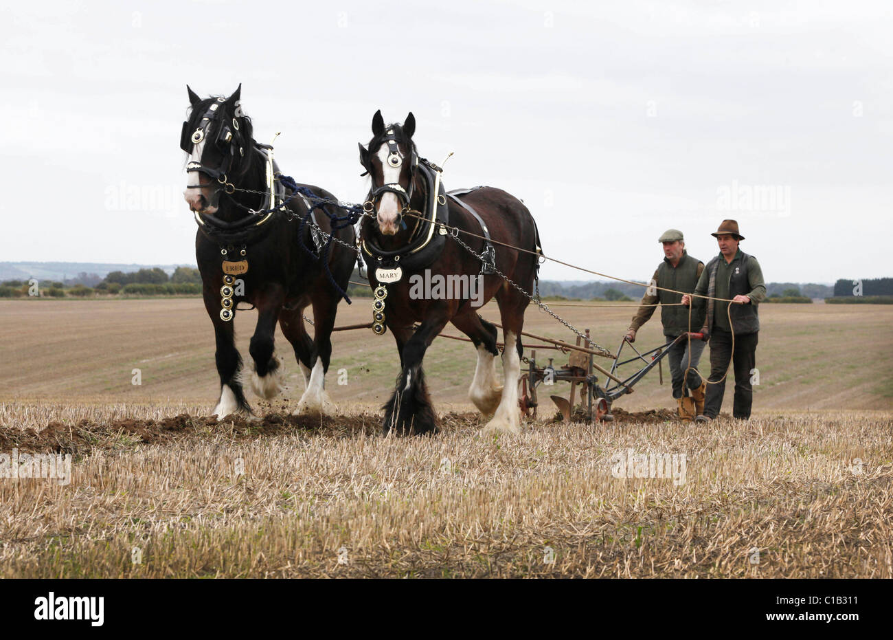 A man learns the art of ploughing using horse power Stock Photo - Alamy