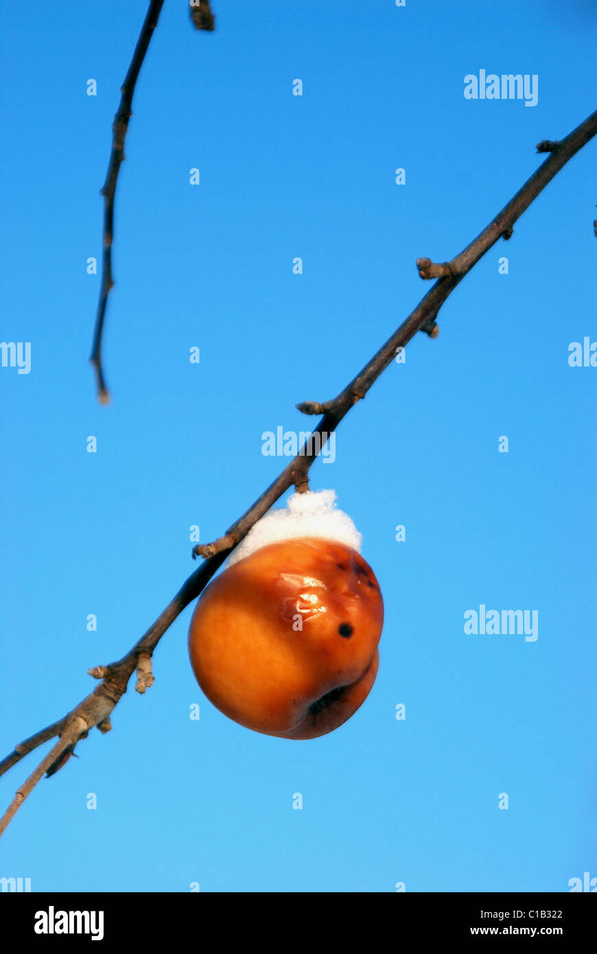 Left tree hi-res stock photography and images - Alamy