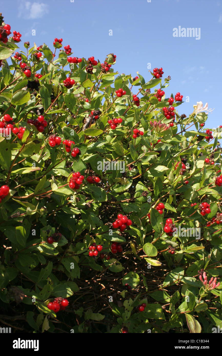 Honeysuckle (Lonicera periclymenum : Caprifoliaceae) in fruit, UK Stock ...