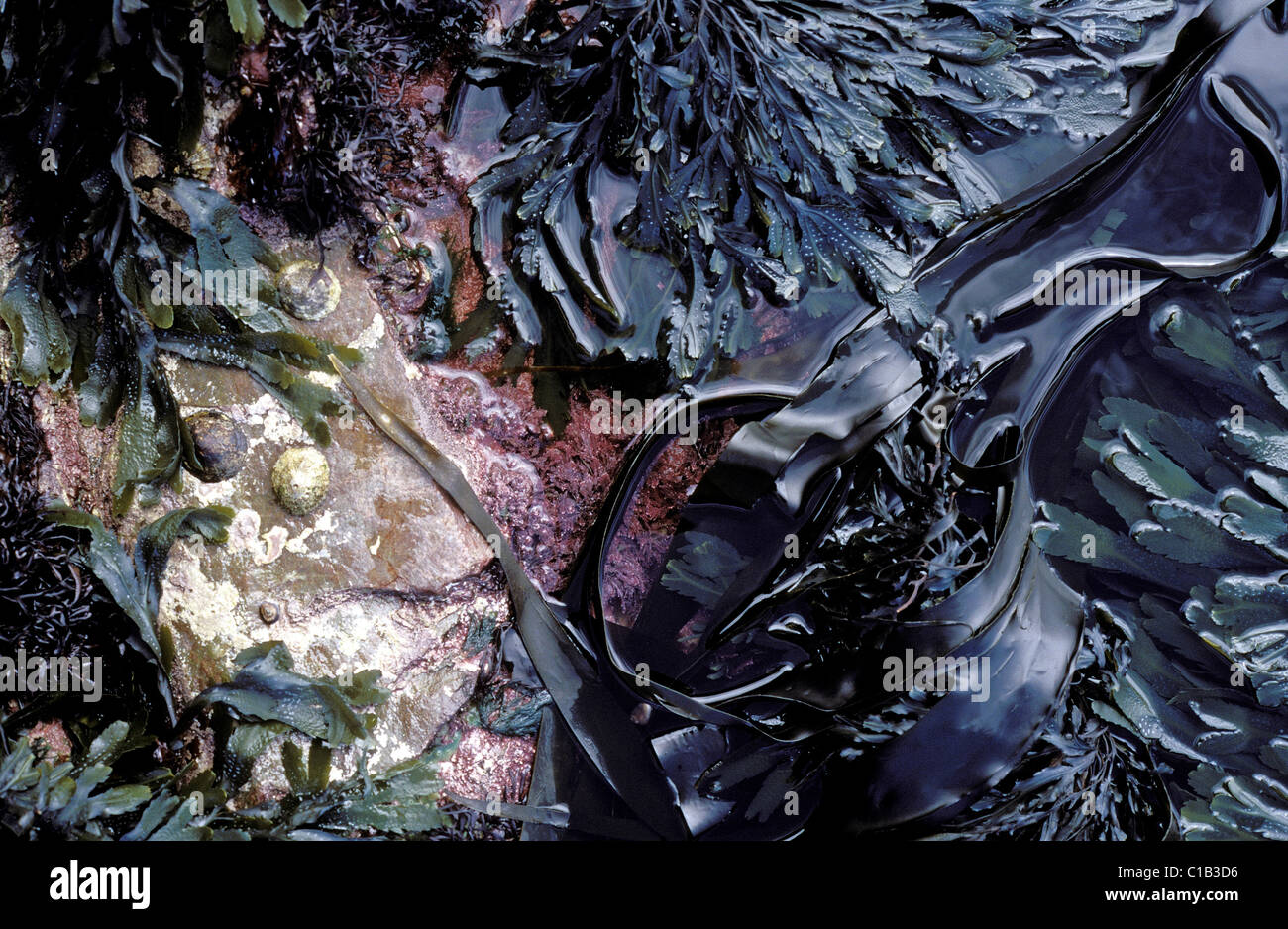 Rockpool hi-res stock photography and images - Alamy