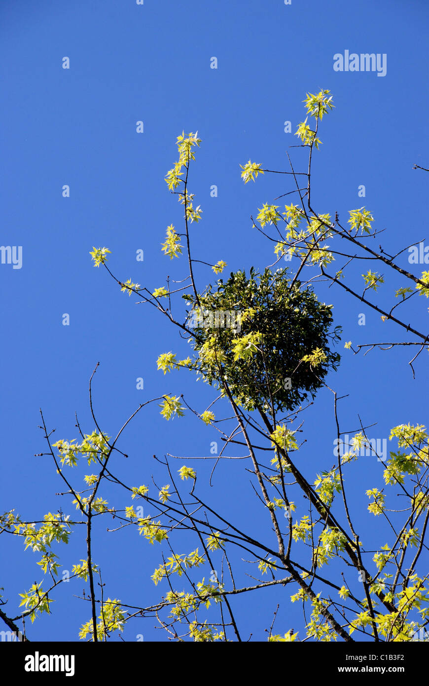 Parasite tree hi-res stock photography and images - Alamy