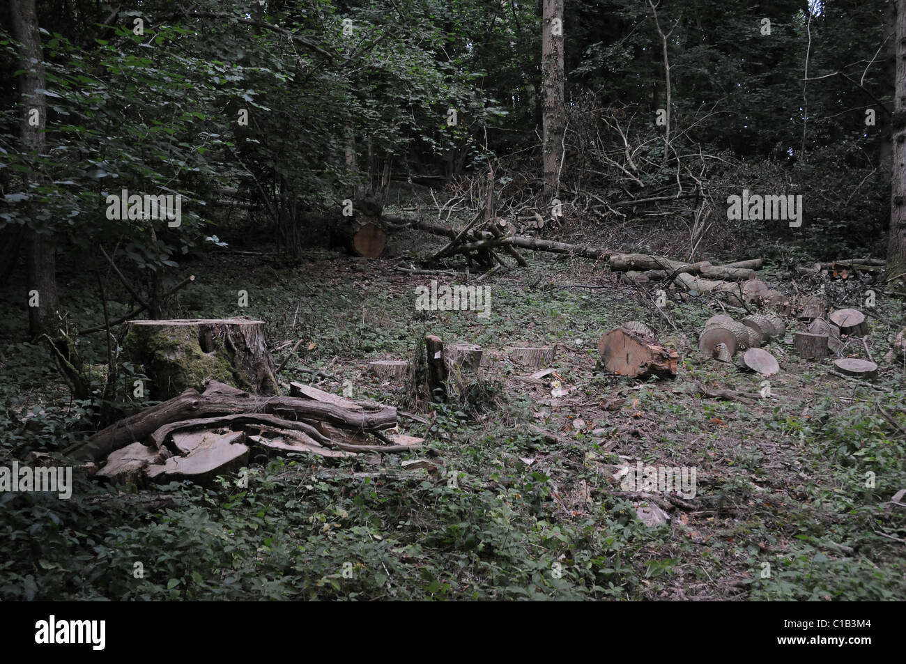 Tree stumps and logged wood in a dense forested patch Stock Photo - Alamy