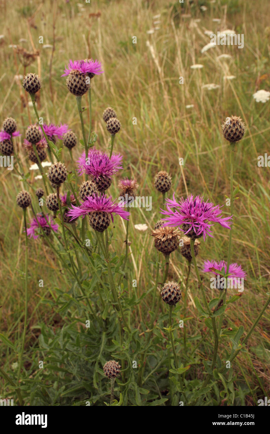 Greater knapweed uk hi-res stock photography and images - Alamy