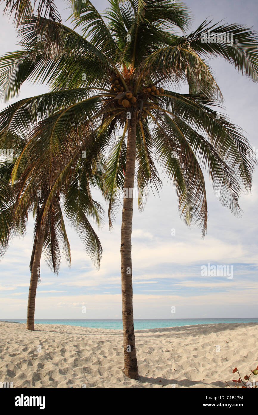 Palm Trees Varadero Beach in Cuba Stock Photo - Alamy