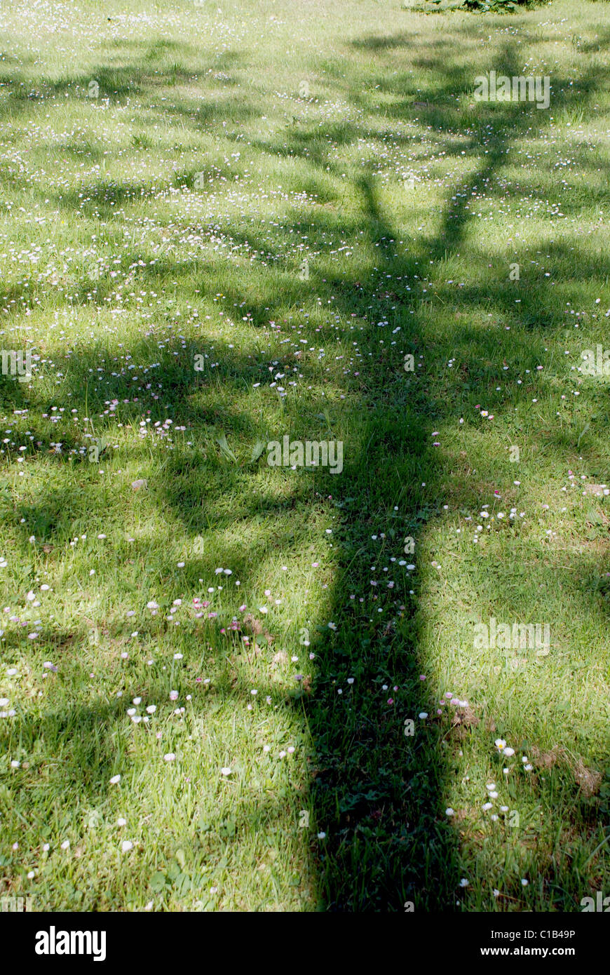 trees grow not only in the sky, their shadows is falling on the ground ...