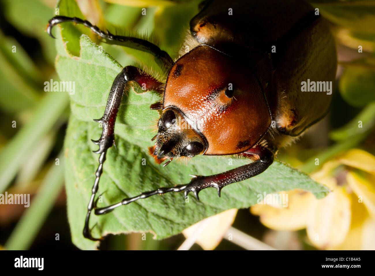 Huge insect shot in Amazonian forest Stock Photo - Alamy