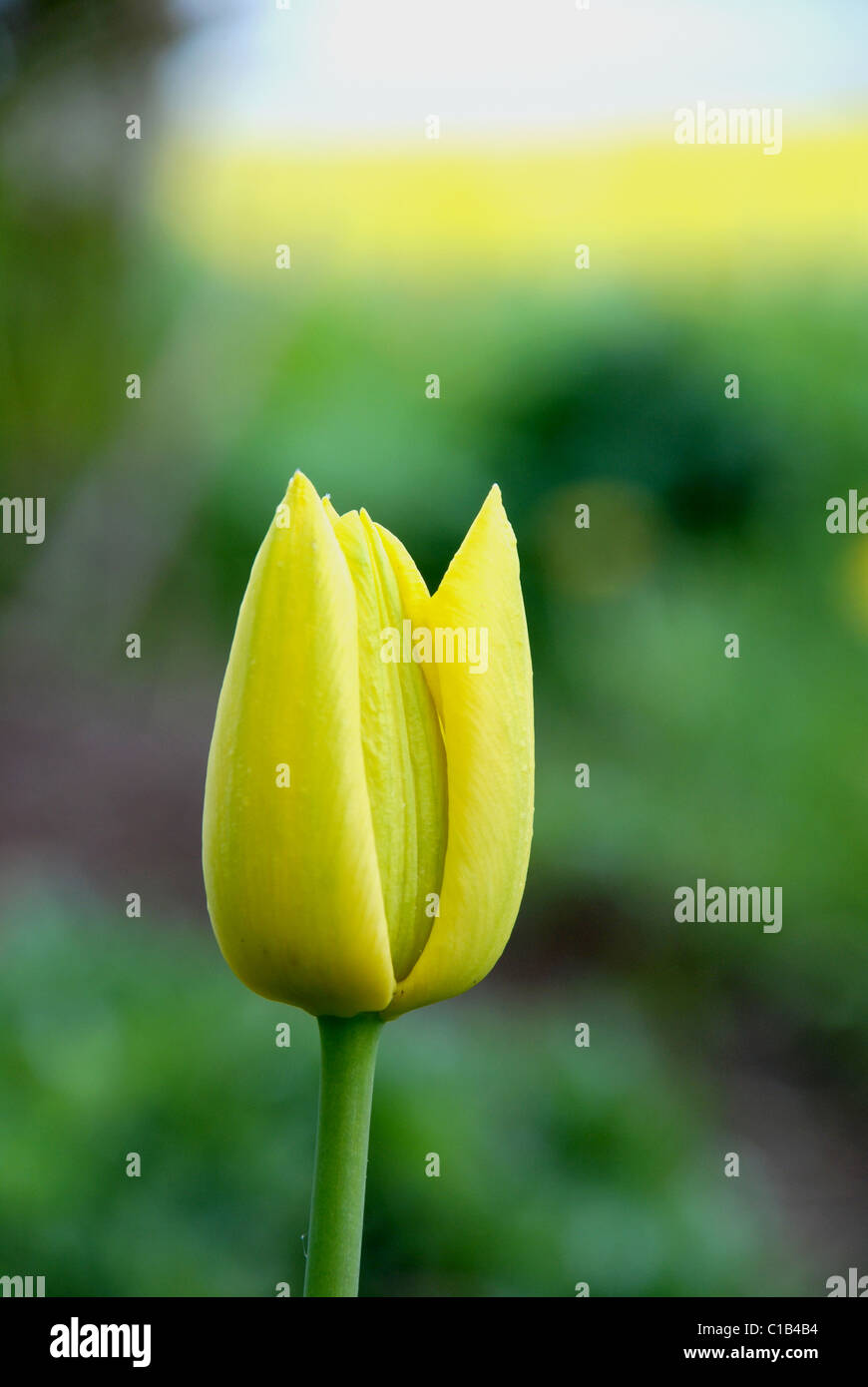 yellow tulip symbolises the sun in spring Stock Photo - Alamy