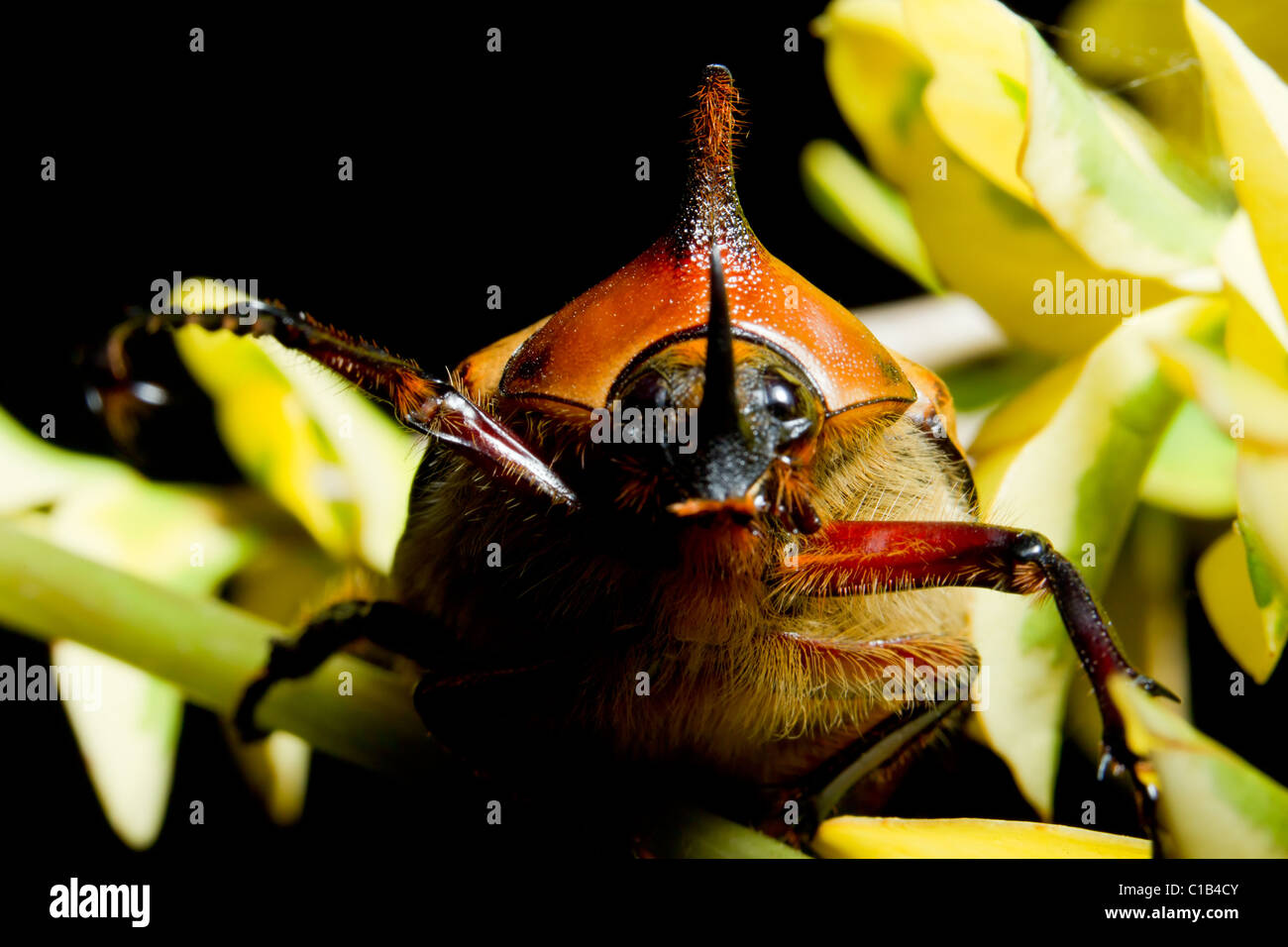 Rainforest Huge Bugs